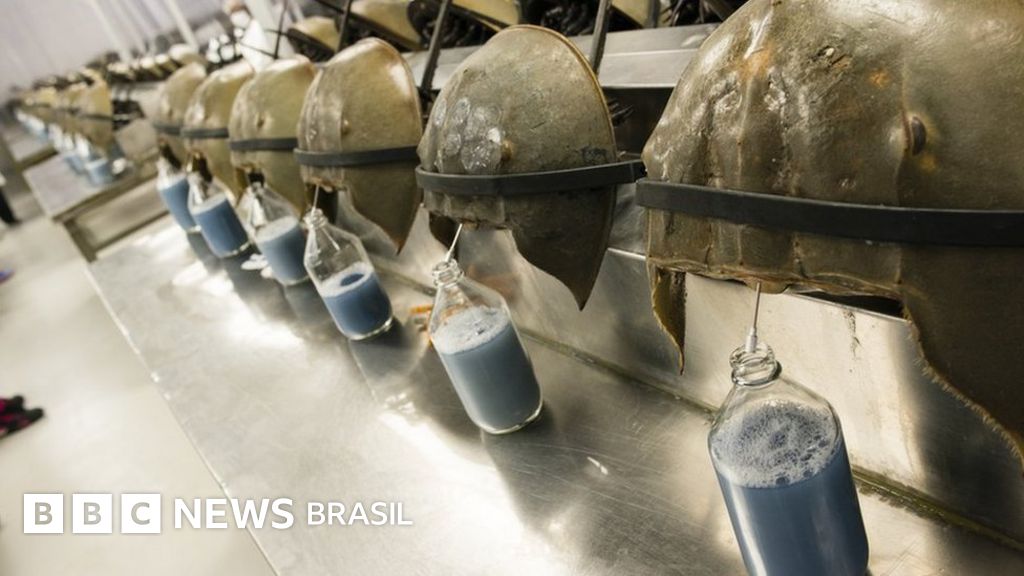 O sangue azul de caranguejo que salva milhões de vidas todos os anos ...