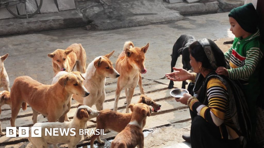 Melhor amigo? Estudo com cães de rua revela que eles nascem prontos ...