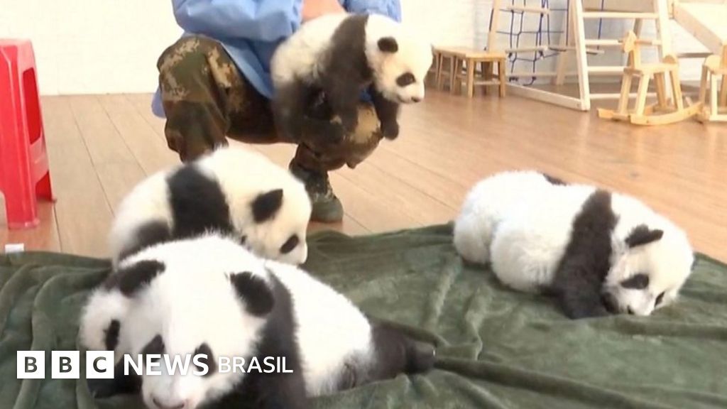 Os seis filhotes de panda nascidos em programa de preservação - BBC ...