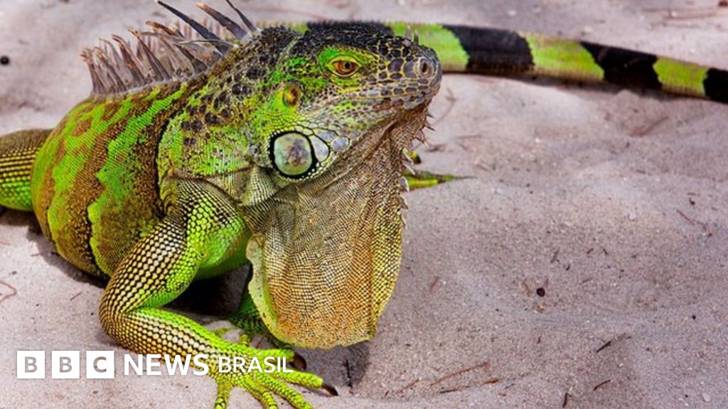 O fenômeno que explica por que iguanas estão caindo das árvores no sul da Flórida - BBC News Brasil