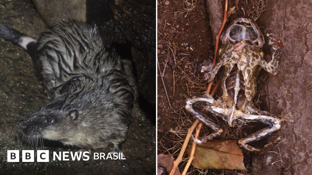 Os ratos que dissecam sapos venenosos 'com precisão cirúrgica' para ...