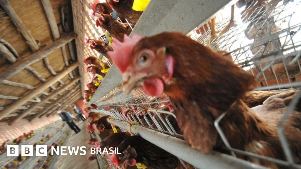 Coronavírus: por que os humanos estão pegando mais doenças transmitidas ...