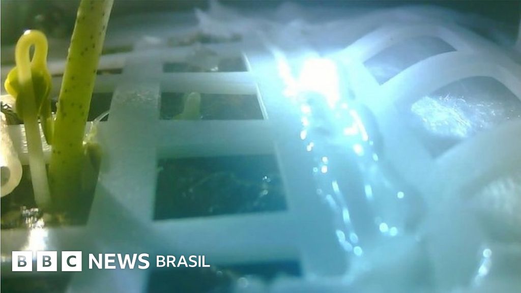 Planta que a China conseguiu germinar na Lua morre após oito dias - BBC ...