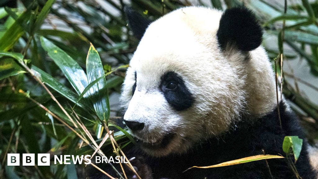 Como os pandas gigantes escaparam da lista de animais ameaçados de ...