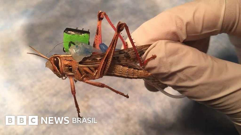 O inseto que pode substituir cães farejadores na detecção de explosivos ...