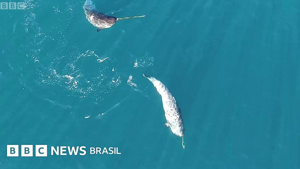 Pesquisa revela mistério da presa do narval, o 'unicórnio do mar' - BBC ...