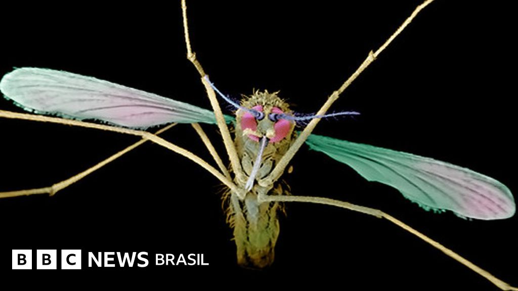 Como a malária evoluiu para se tornar letal aos humanos - BBC News Brasil