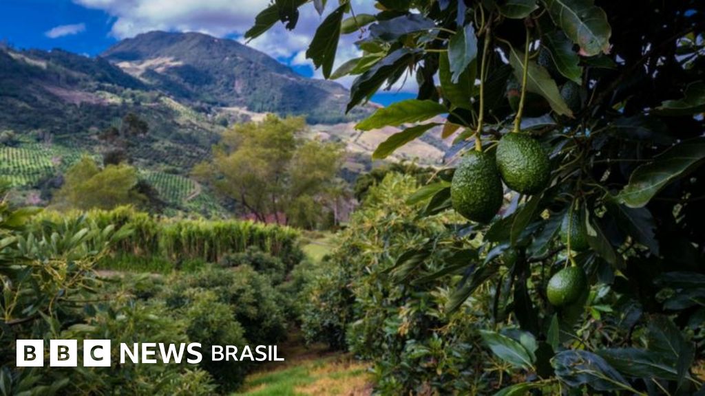 A história de como um carteiro transformou acidentalmente o abacate no ...