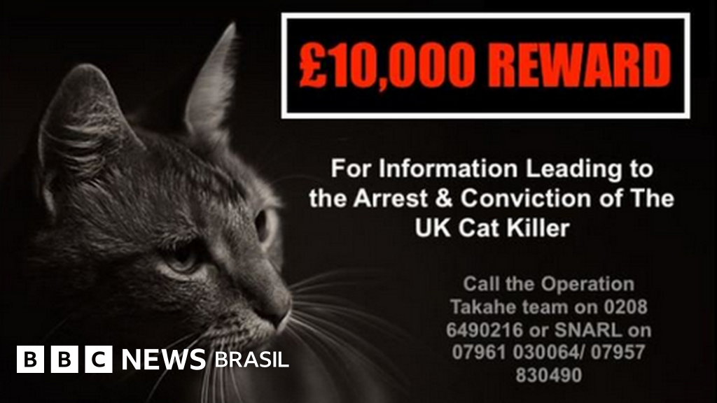 Redes sociais reforçam caçada a misterioso serial killer de gatos em ...