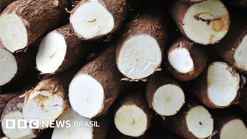 Como aprendemos a comer plantas tóxicas como mandioca sem ajuda da ...