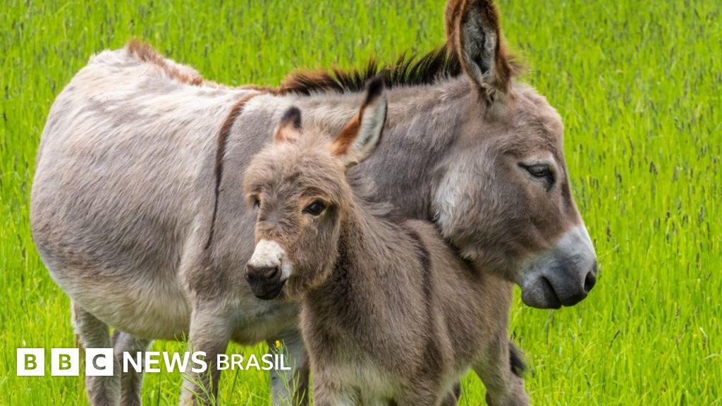 Como os jumentos mudaram o curso da história humana - BBC News Brasil