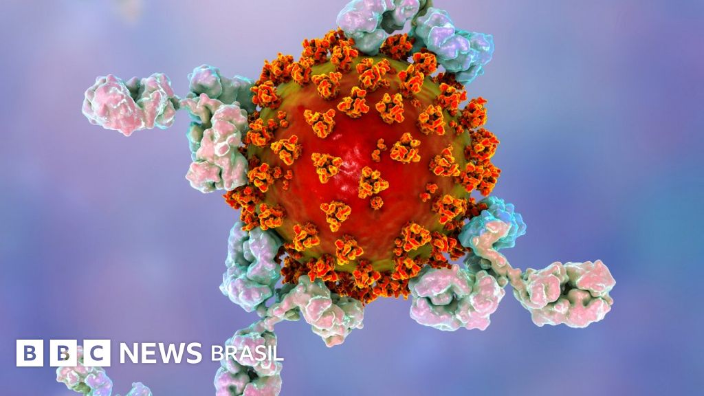 Coronavírus: Por que anticorpos diminuem com o tempo após infecção por ...