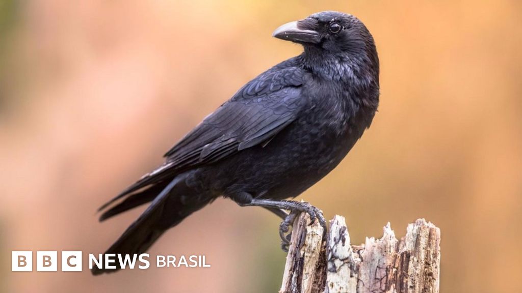 A Surpreendente Intelig ncia Dos Corvos BBC News Brasil A Surpreendente Intelig ncia Dos Corvos BBC News Brasil