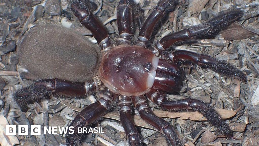 A 'espetacular' nova espécie de aranha descoberta na Austrália - BBC ...