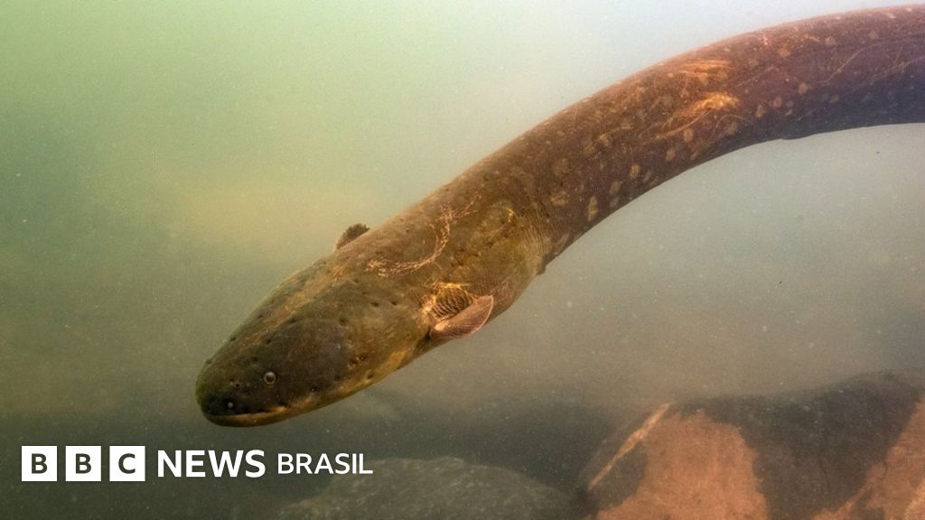 Nova espécie de peixe-elétrico descoberta na Amazônia emite 860 volts ...