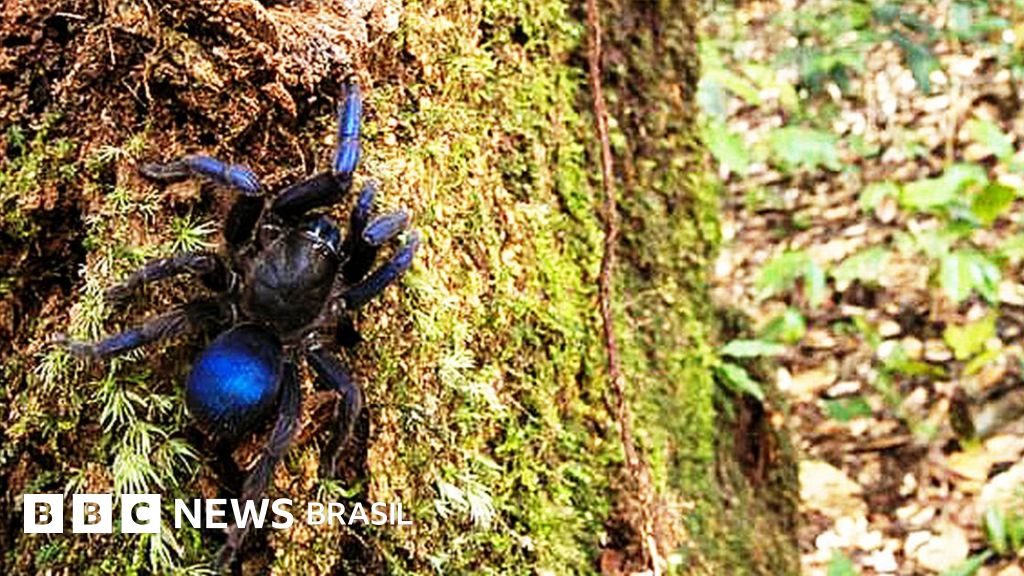Tarântula azul e besouros aquáticos estão entre espécies descobertas na ...