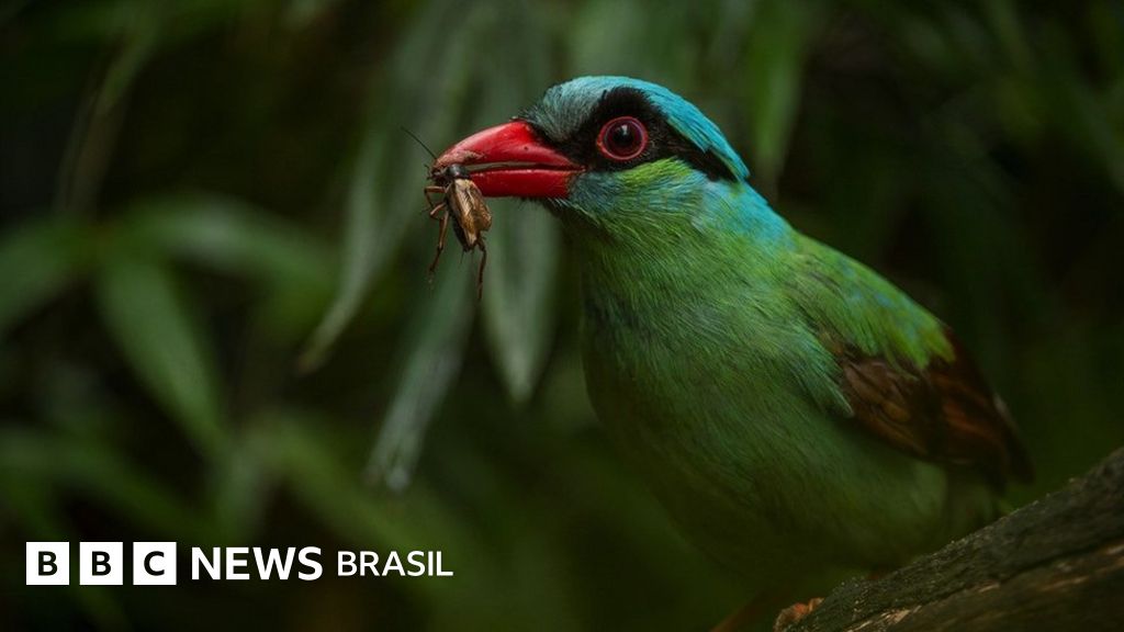 Por que cientistas estão congelando animais de espécies ameaçadas - BBC ...