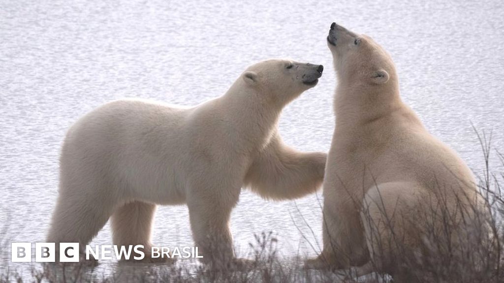 A ‘capital dos ursos polares’ que está esquentando rápido demais, o que ...