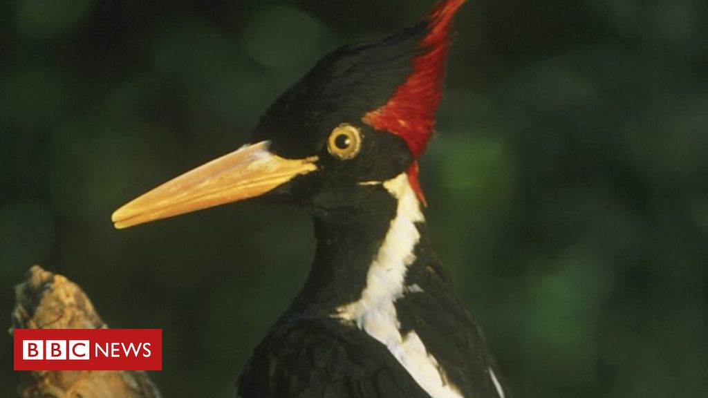 As Espécies Declaradas Extintas Por Agência Americana Bbc News Brasil