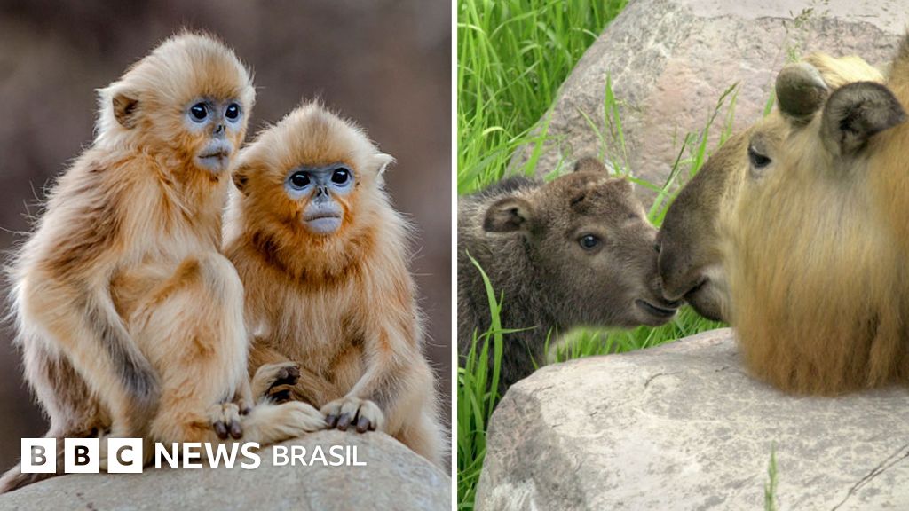Os novos animais-símbolo da ameaça de extinção, segundo cientistas ...