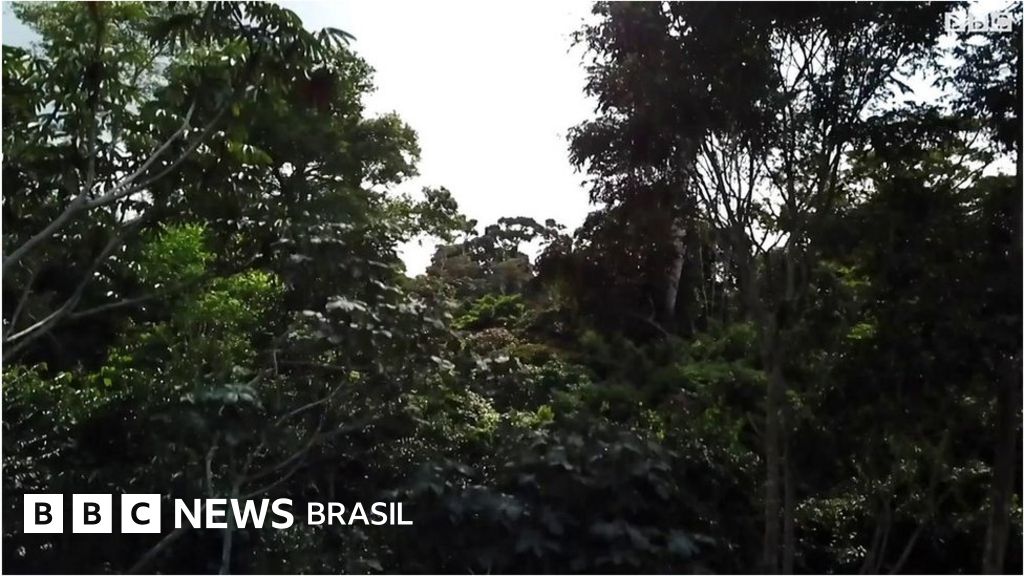 Amazônia perde 'um campo de futebol' de floresta por minuto - BBC News ...