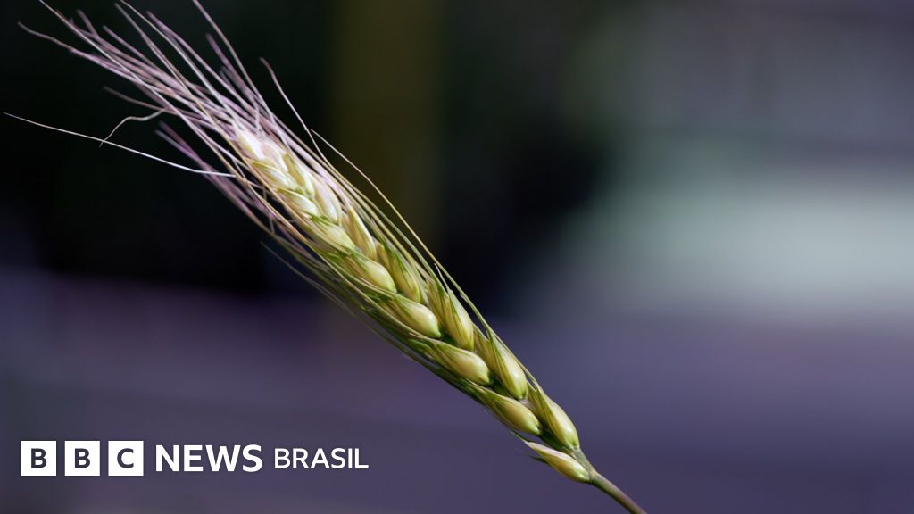 A busca de cientistas por espécie de trigo centenária resistente ao ...