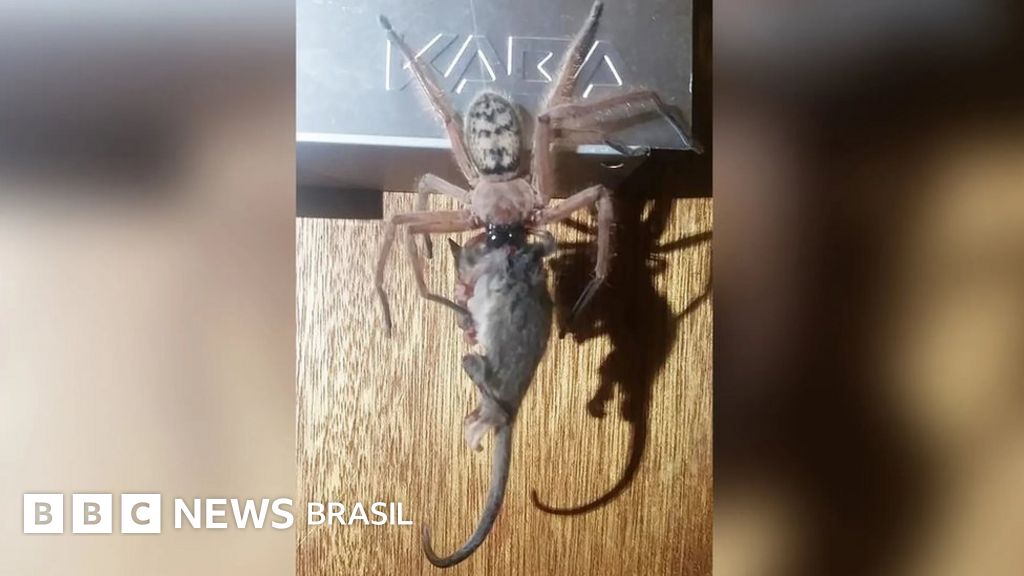 As impressionantes fotos de aranha comendo um gambá-pigmeu na Austrália ...