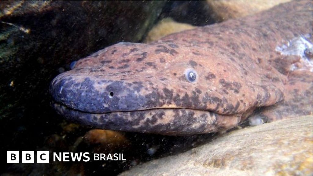 DNA preservado em museu ajuda a identificar maior anfíbio do mundo ...