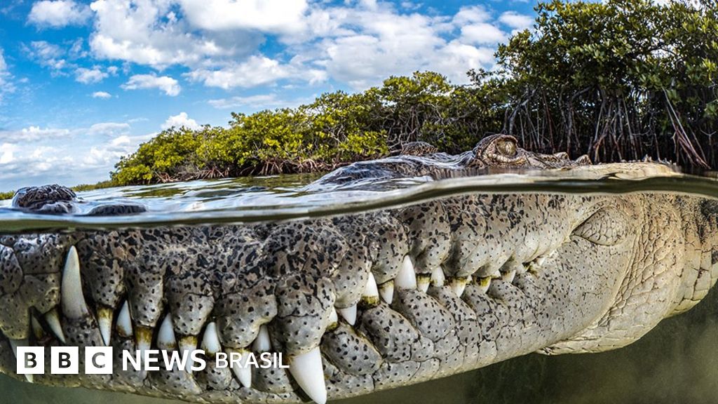 Close de boca de crocodilo em Cuba ganha prêmio de fotos de mangue - BBC News Brasil