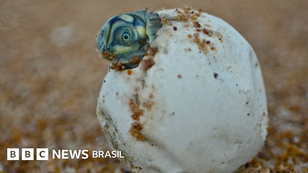 Como esforços na Amazônia brasileira estão salvando tartarugas da ...