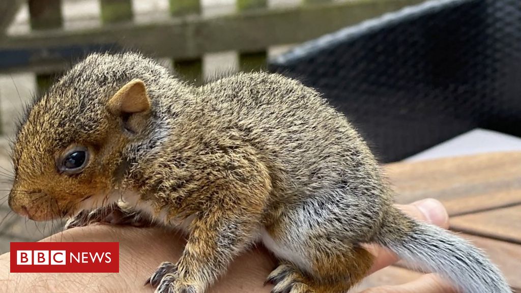Bebê Esquilo Abandonado Se Apega A Cuidador Como Pai Bbc News Brasil