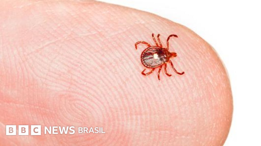 Febre maculosa: a estratégia inusitada de cientistas para criar vacina ...