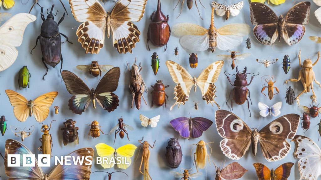 Por que insetos são cruciais para vida na Terra - BBC News Brasil