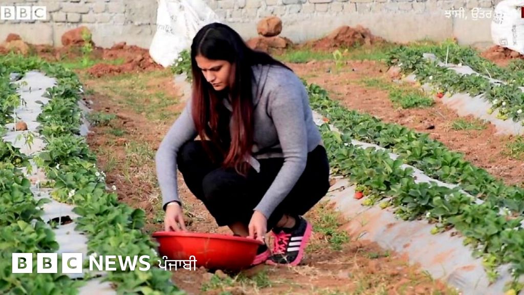Strawberry Agriculture: ਸੁੱਕੇ ਬੁੰਦੇਲਖੰਡ ਵਿੱਚ ਕਿਵੇਂ ਹੋ ਰਹੀ ਹੈ ਸਟ੍ਰੌਬੇਰੀ ...