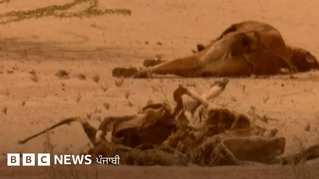 ਲਹਿੰਦੇ ਪੰਜਾਬ ਦਾ ਇੱਕ ਇਲਾਕਾ : ਪਾਣੀ ਲਈ ਤੜਫ਼ਦੇ ਲੋਕ ਅਤੇ ਮਰ ਰਹੇ ਪਸ਼ੂ - BBC ...
