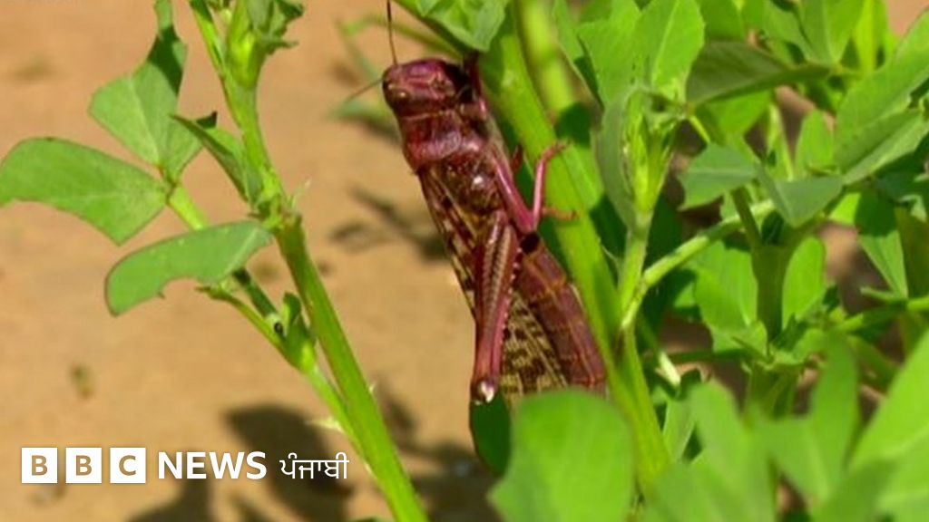 ਪੰਜਾਬ ਵਿੱਚ 'ਟਿੱਡੀ ਦਲ' ਆਉਣ ਦੀ ਕੋਈ ਗੁੰਜਾਇਸ਼ ਨਹੀਂ, ਤਿਆਰੀ ਪੂਰੀ : ਖੇਤੀਬਾੜੀ ...