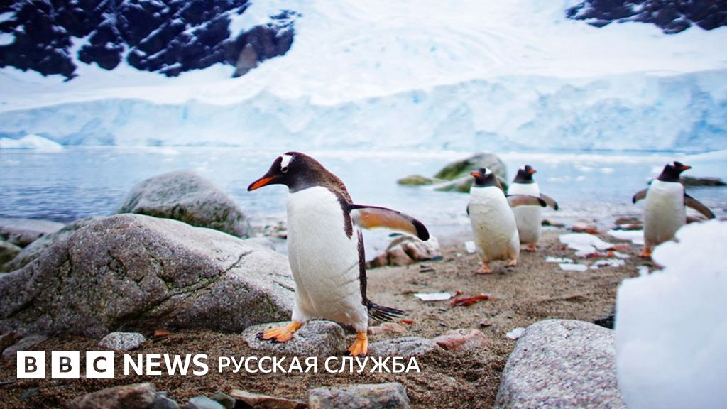 На краю света: хрупкая красота Антарктики - BBC News Русская служба