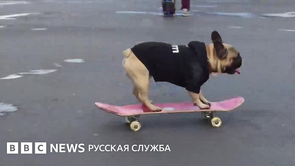 Собака демонстрирует трюки на скейтборде - BBC News Русская служба