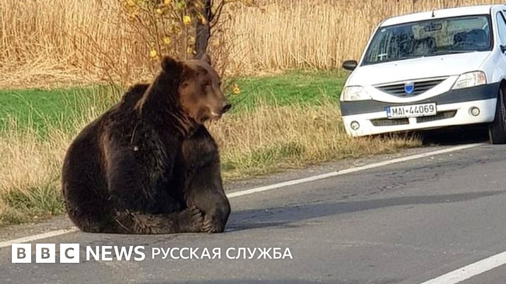 В Румынии расплодились медведи и нападают на людей - BBC News Русская ...