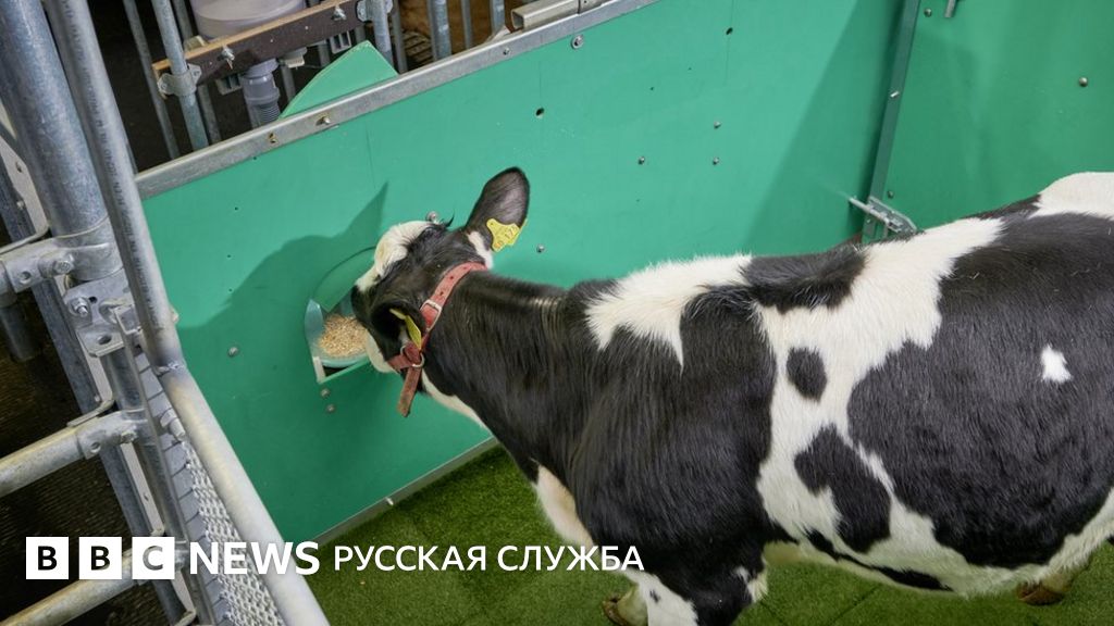 Коров в Германии учат ходить в туалет. Это поможет снизить парниковый ...