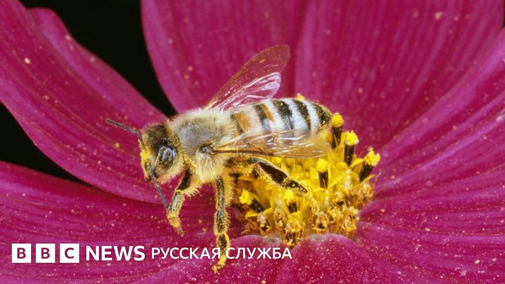 Ученые: пчелы могут решать математические примеры - BBC News Русская служба