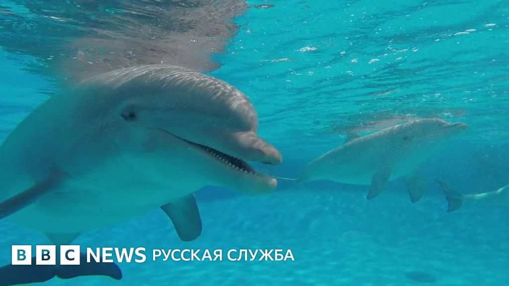 Хорошо ли дельфинам в неволе? - BBC News Русская служба