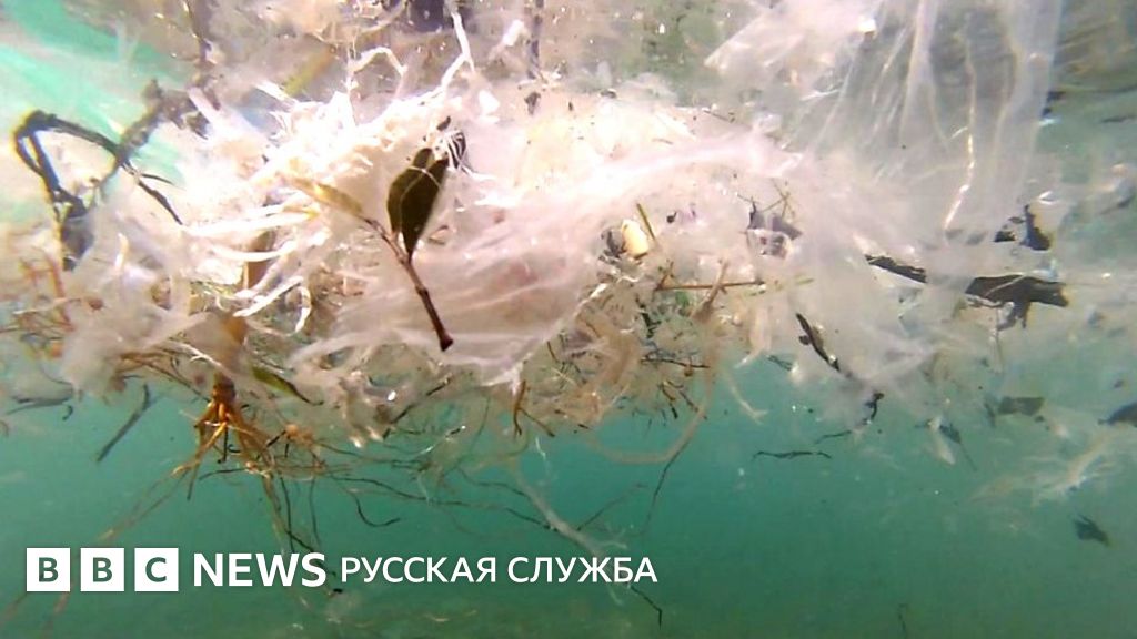 Британские ученые открыли "пожиратель пластика" - BBC News Русская служба