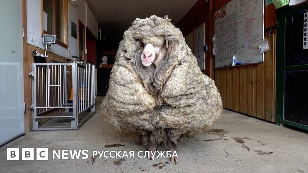 Потерявшийся баран носил на себе 35 килограммов шерсти - BBC News ...