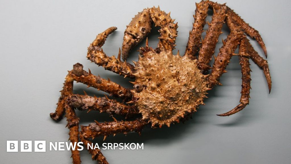 Životinje i priroda Srbije: Rakovi vladaju barama i vodama - BBC News ...