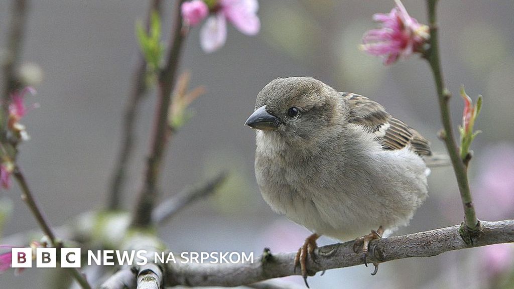 Svetski dan vrabaca: Šta dživdžan u Beogradu zbori - BBC News na srpskom