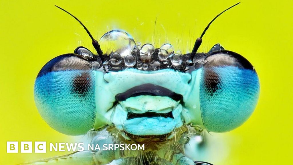 Životinje i fotografije: Neverovatne slike - oči u oči sa insektima ...