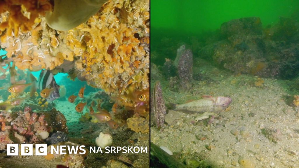 Pre i posle: Cvetanje algi na australijskom grebenu - BBC News na srpskom