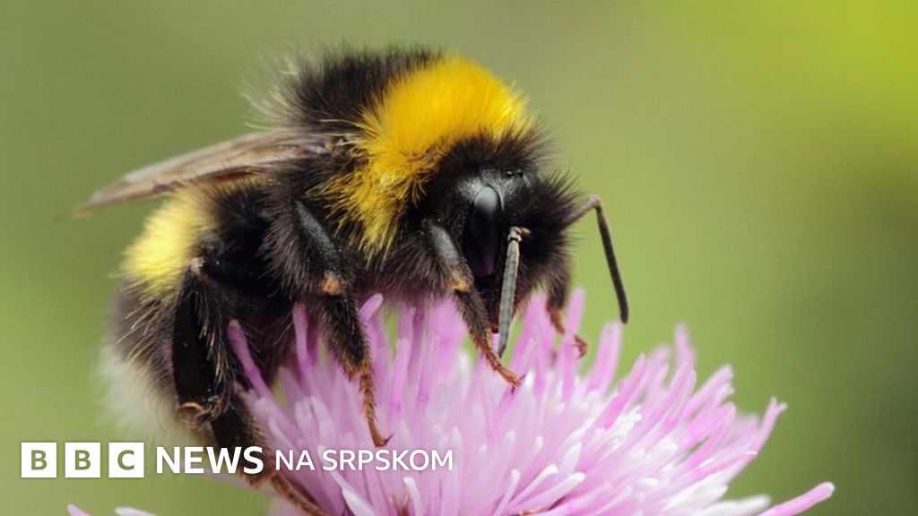 Insekti: Kako su bumbari naučili da slože slagalicu - BBC News na srpskom