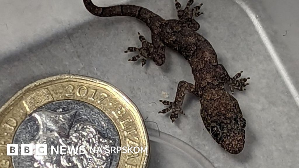 Životinje i putovanja: Slepi putnik u koferu prevalio put oko 8.000 ...